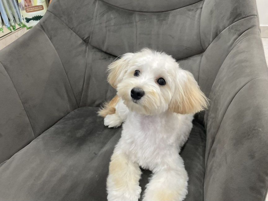 Мальтипу мини