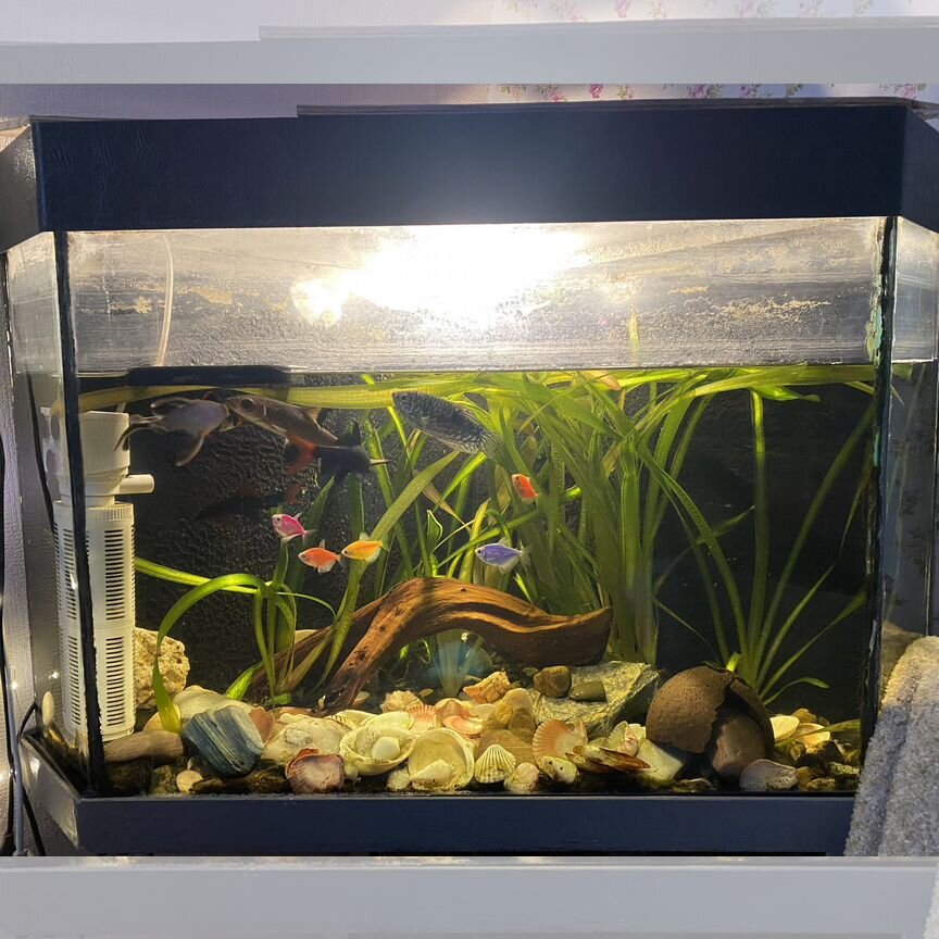 Аквариум с рыбками