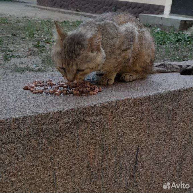 Помогите приютить бедолагу кота на улице