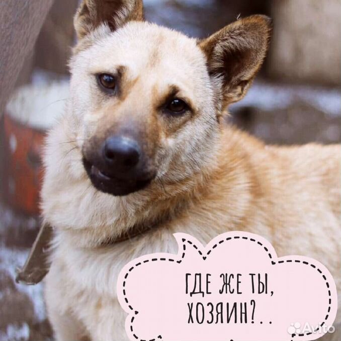 Инди ищет дом