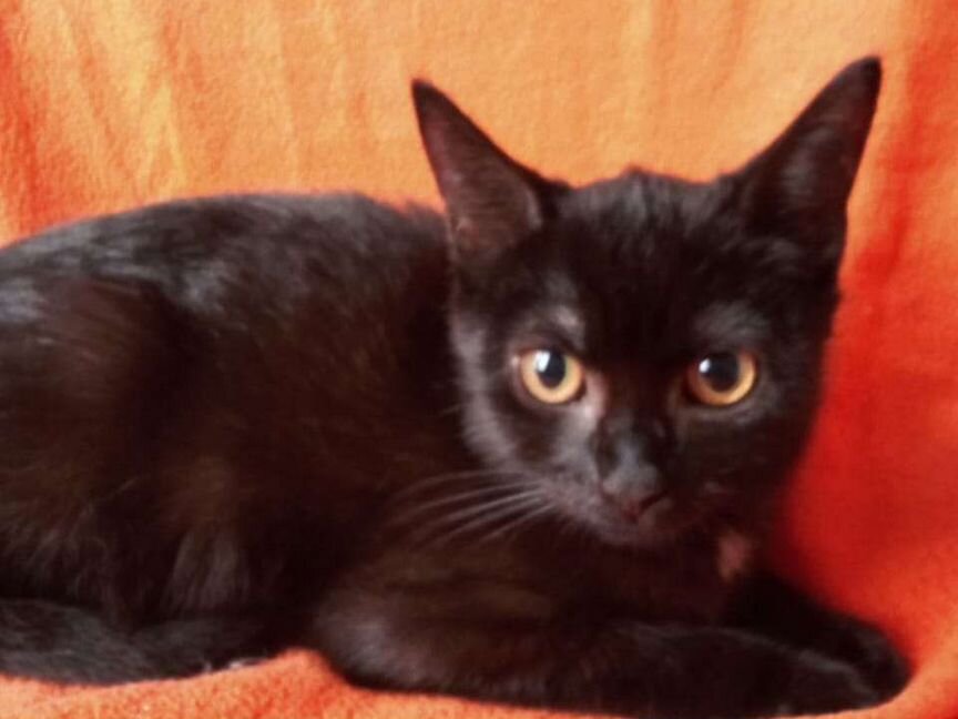 Девчоночка