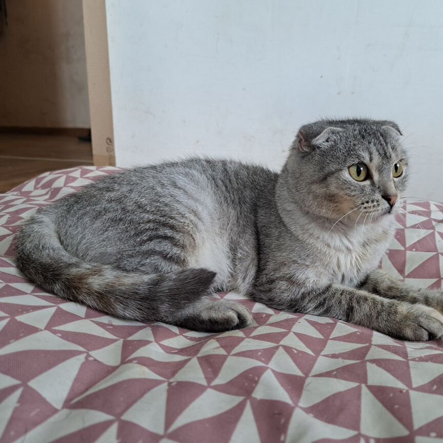 Шотландская вислоухая кошка ищет дом