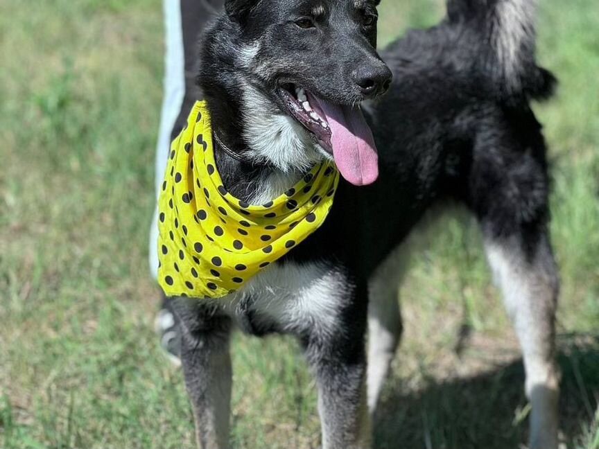 Собака в поисках дома