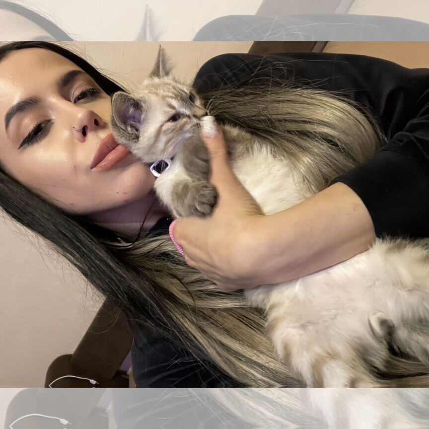 Тайский котёнок