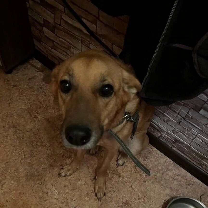 Собака в добрые руки