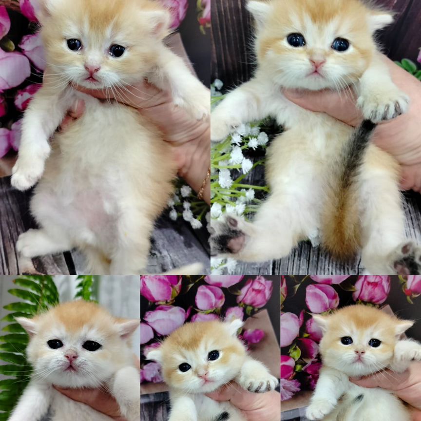 Котята Золотой шиншиллы