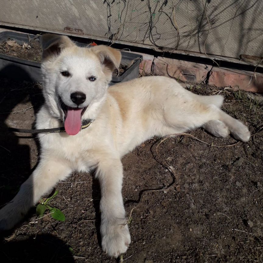 Собака в добрые руки