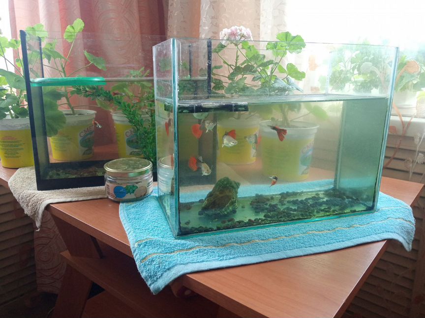 Аквариумные рыбки гуппи,за корм,малькам 2 месяца