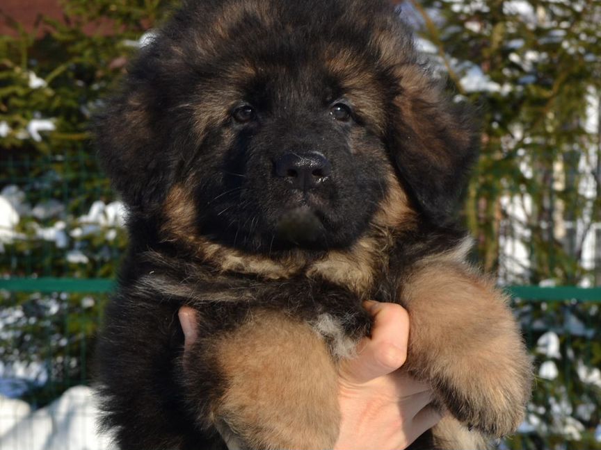 Длинношерстные девочки топ-класса, 1,5 мес, РКФ