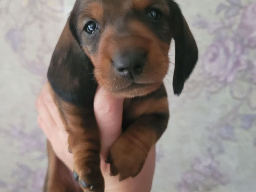 Щенки миниатюрной таксы