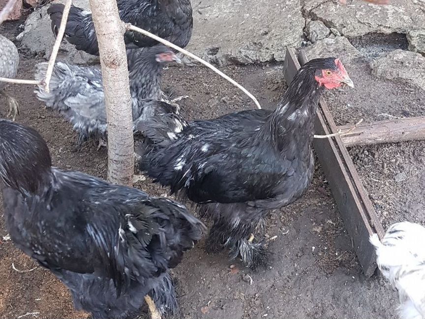 Молодые петушки брама