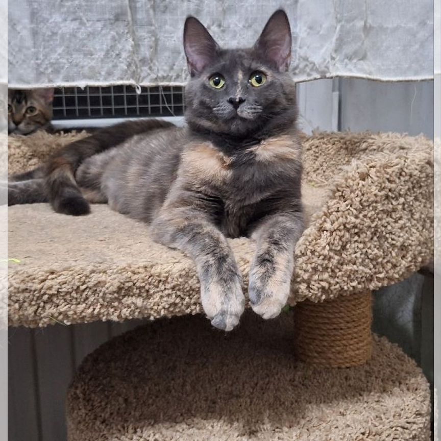 Взрослая, кошка в добрые руки