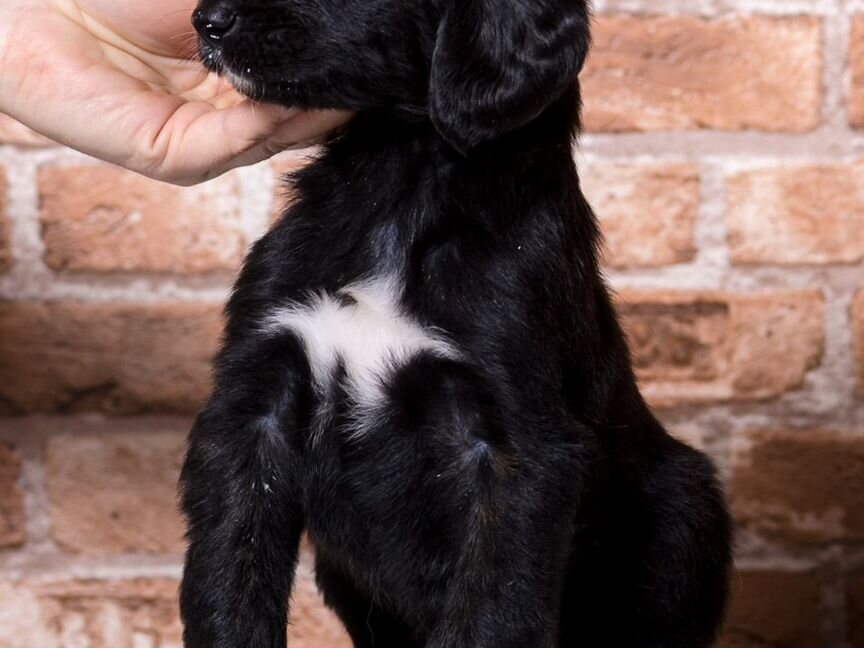 Афганская борзая щенки