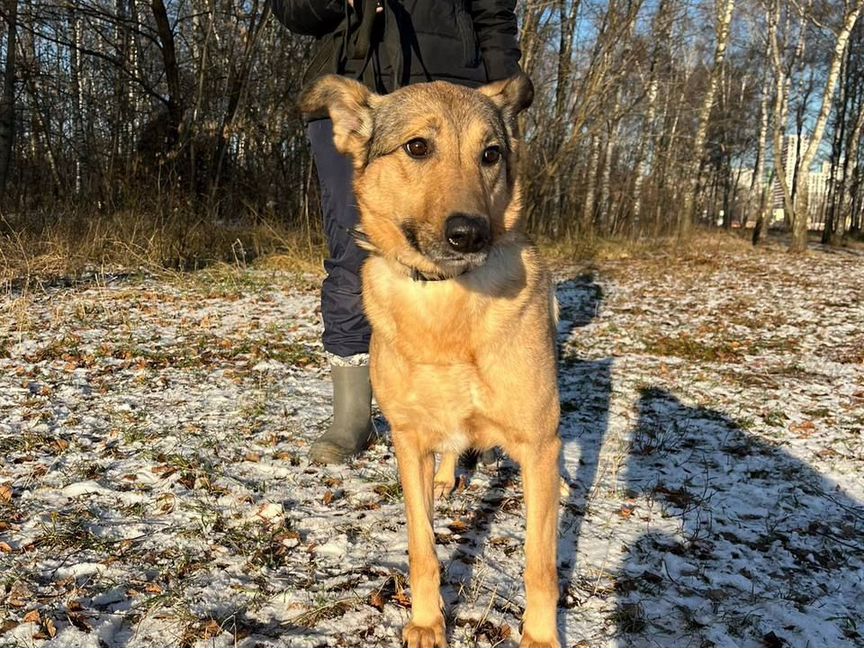 Золотая рыжая собака из приюта бесплатно в дар