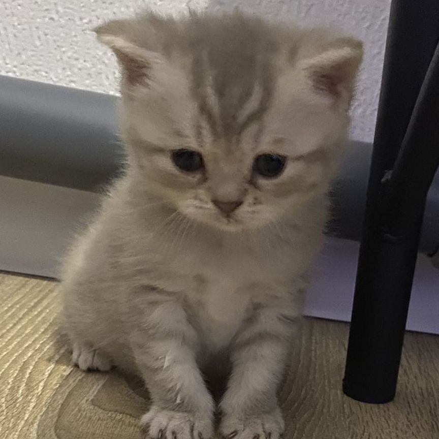 Шотландский вислоухий короткошёрстный котёнок