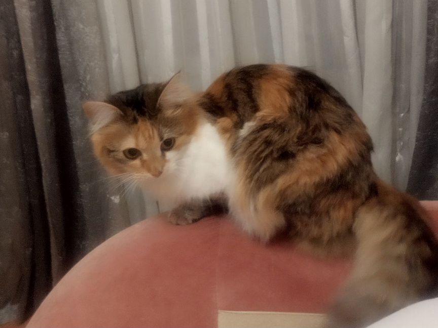 Кошечка ищет кота