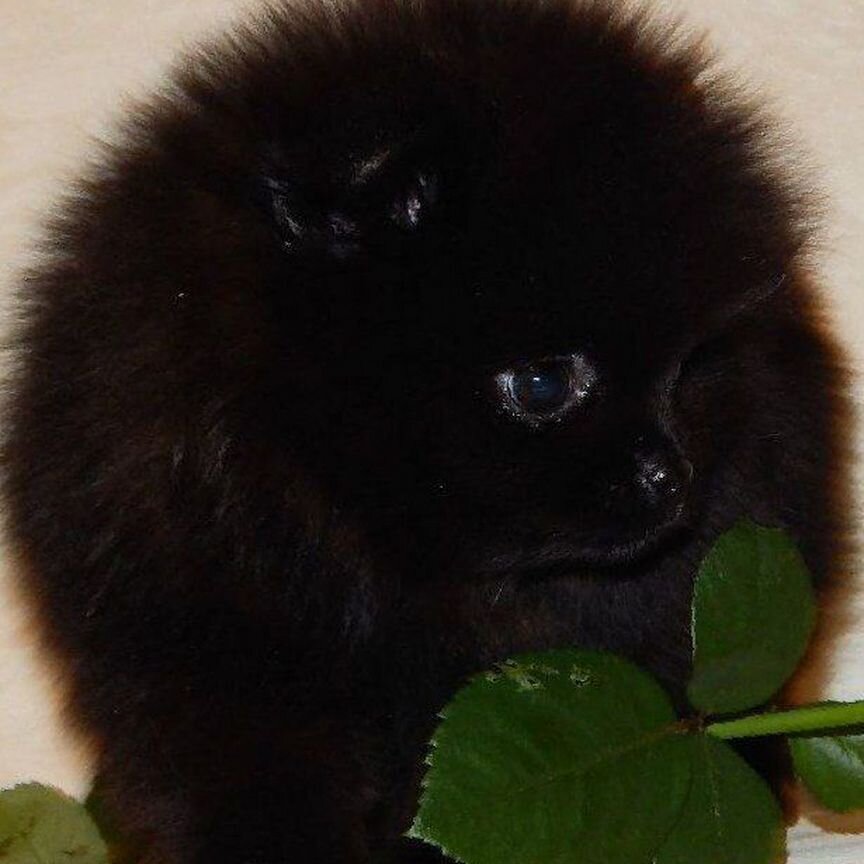 Померанский шпиц