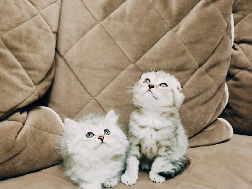 Шотландские котики