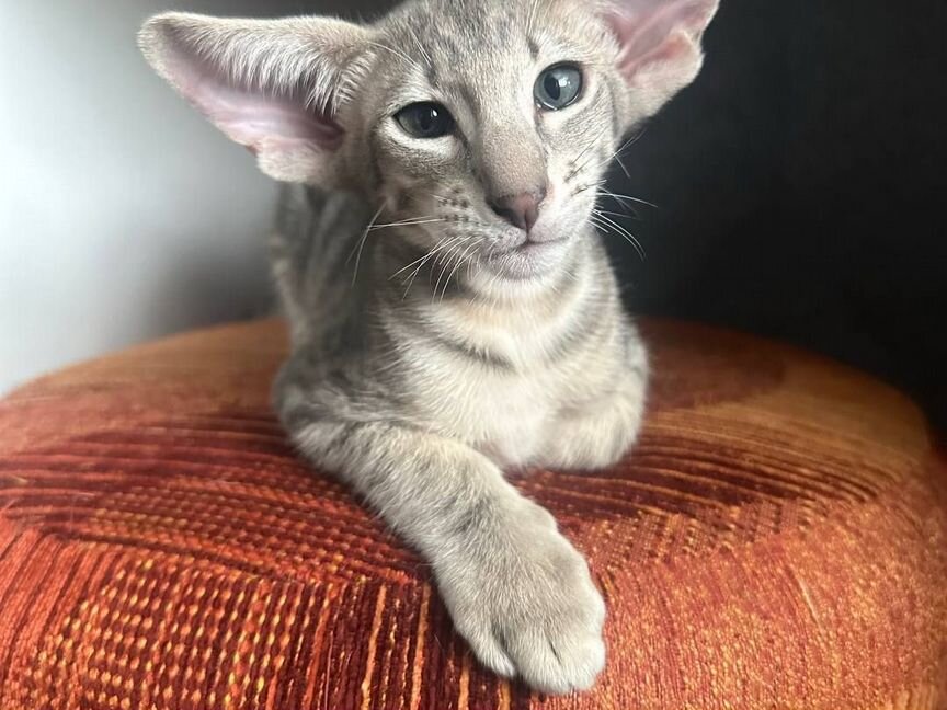 Ориентальные котята