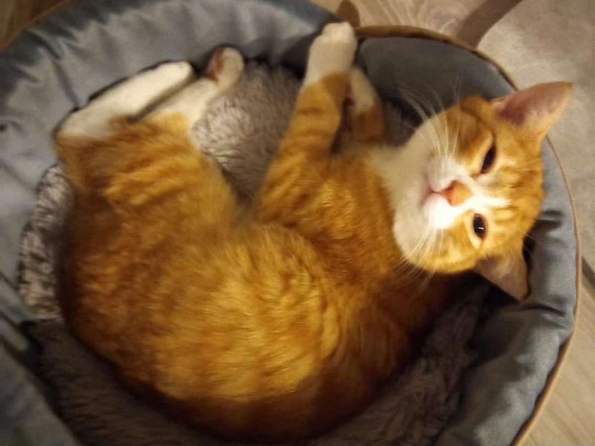 Котик