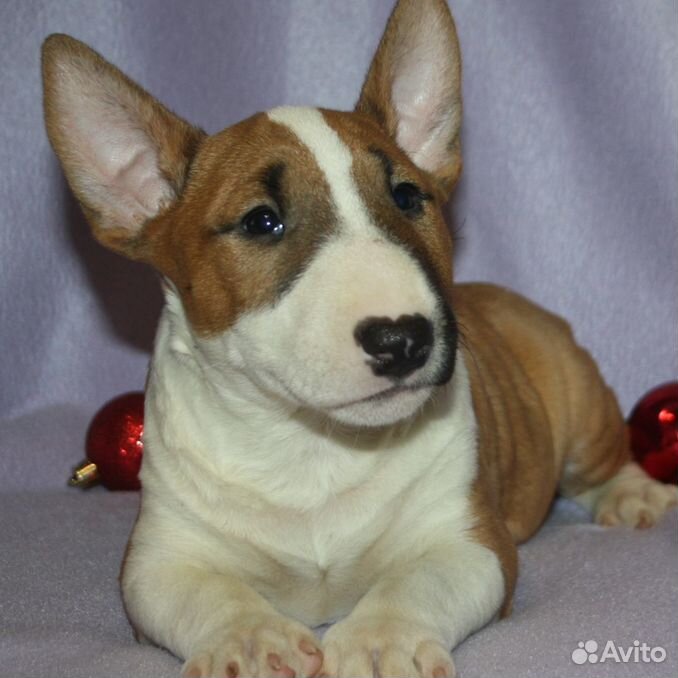 Мини булочка