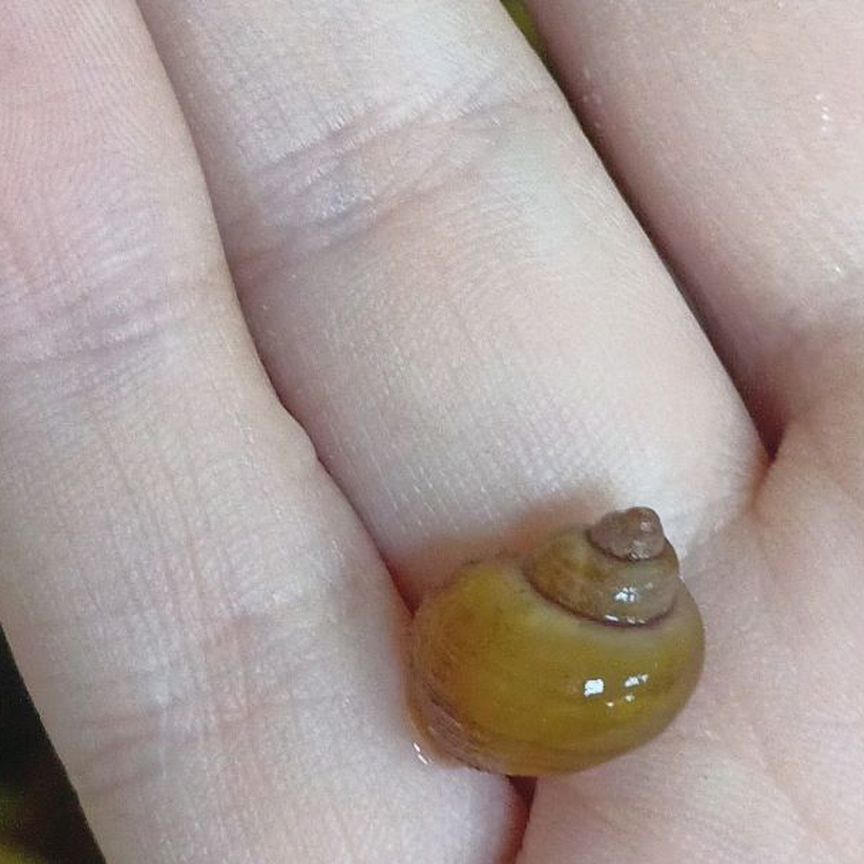 Улитки ампулярии