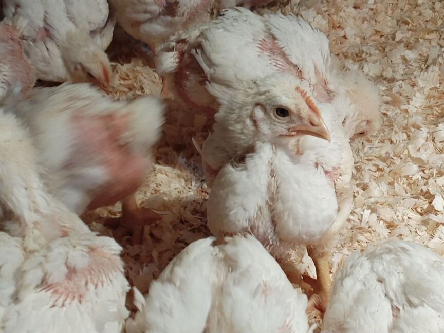 Домашняя птица бролер Кооб 500