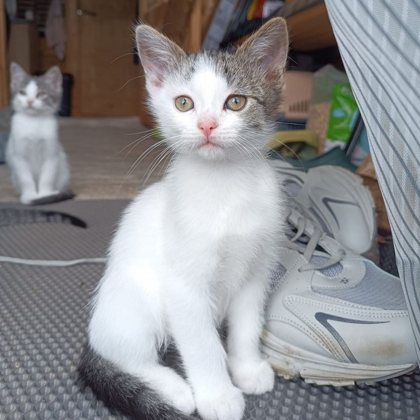 Котенок с дачи (мальчик 2 мес.)