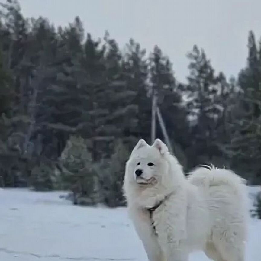 Самоедская собака, взрослый