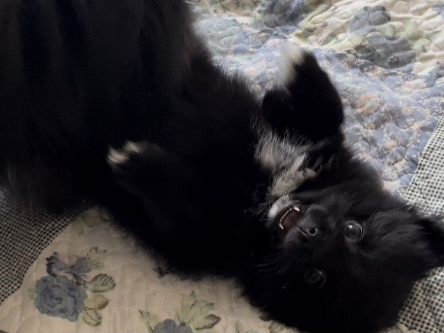 Малый немецкий шпиц