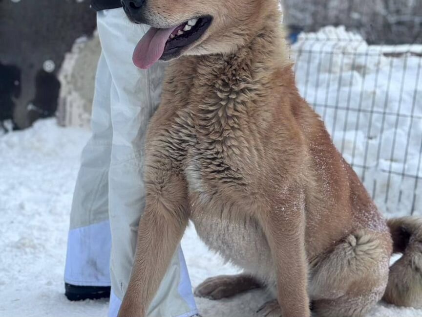 Собака
