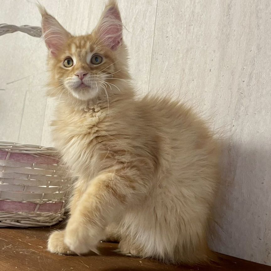 Мейн-кун котёнок