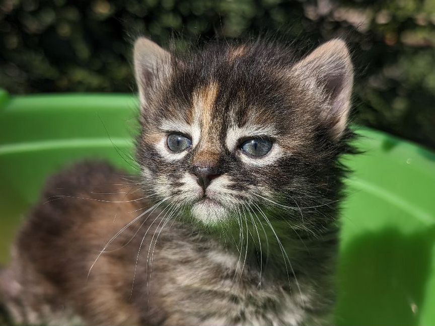Огненные котята