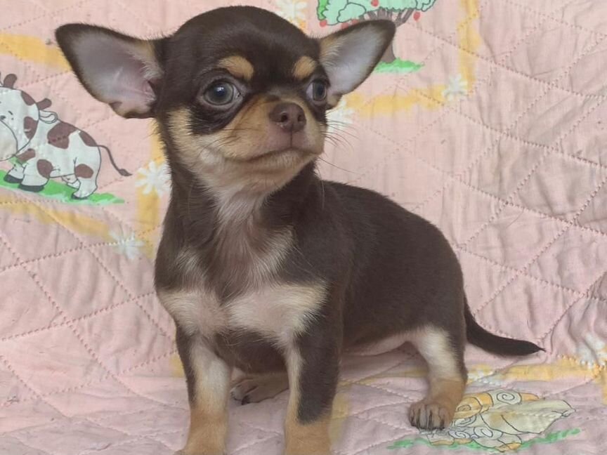 Чихуахуа девочка