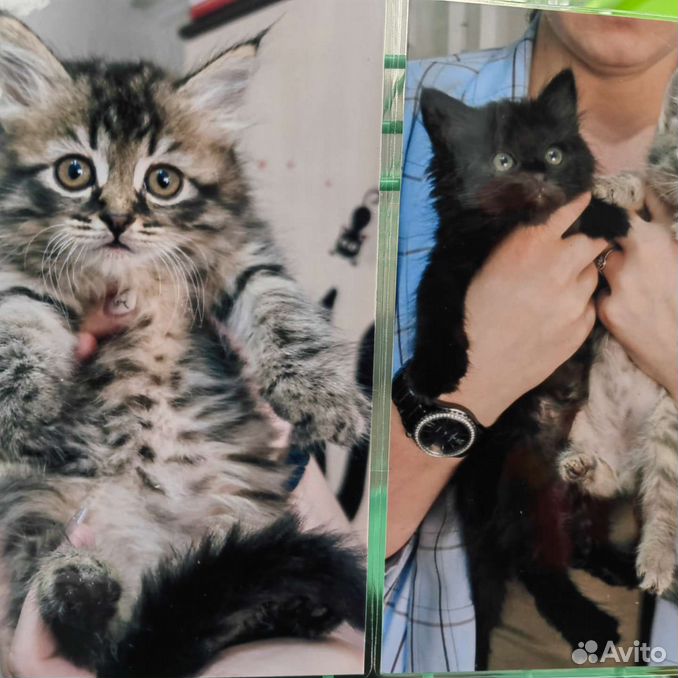 Красивущие котята в дар, 2мес