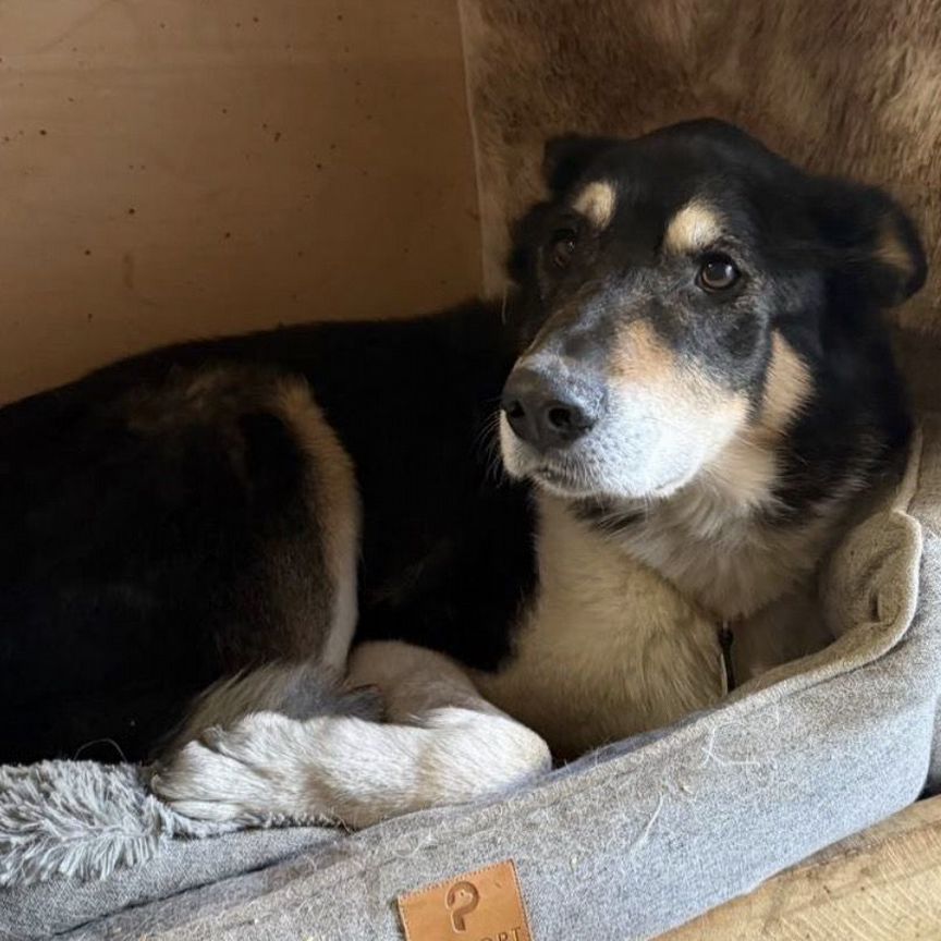 Взрослый пёс в добрые руки