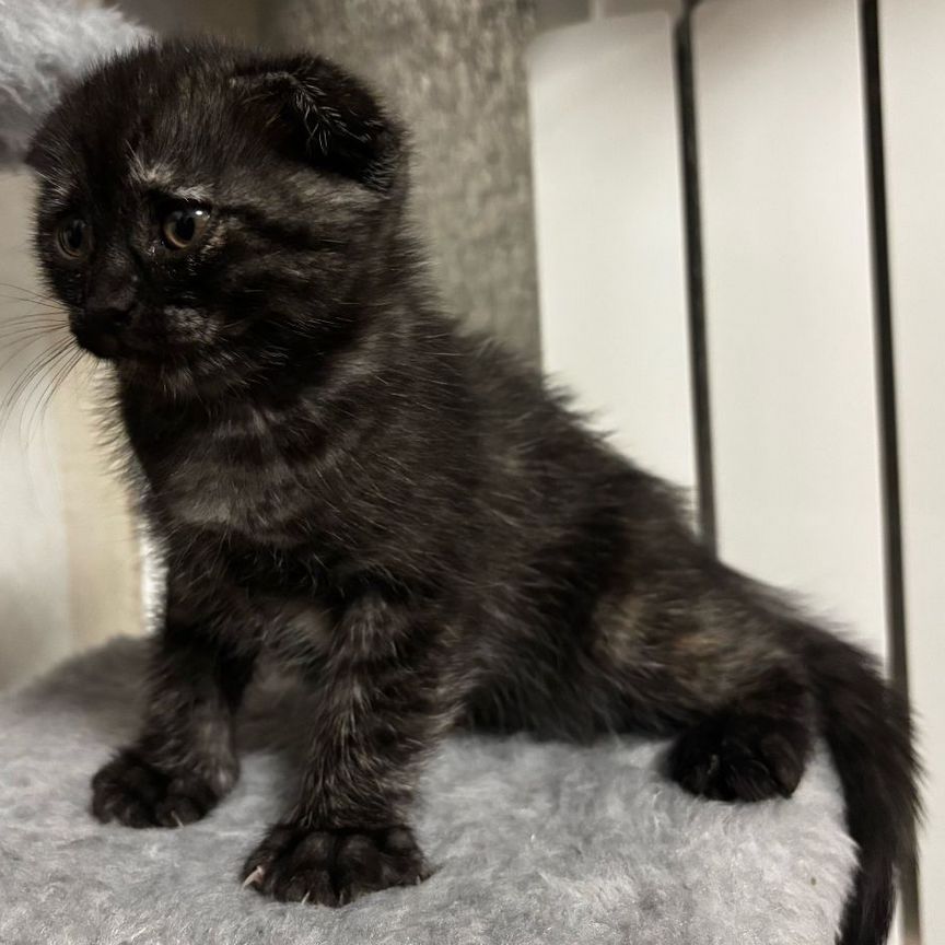 Шотландский вислоухий короткошёрстный котёнок