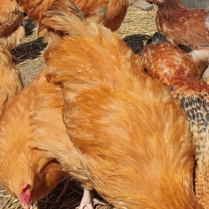 Молодые петушки