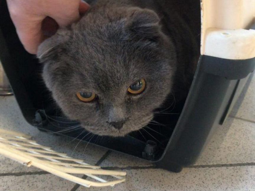 Шотландская вислоухая кошка в добрые руки