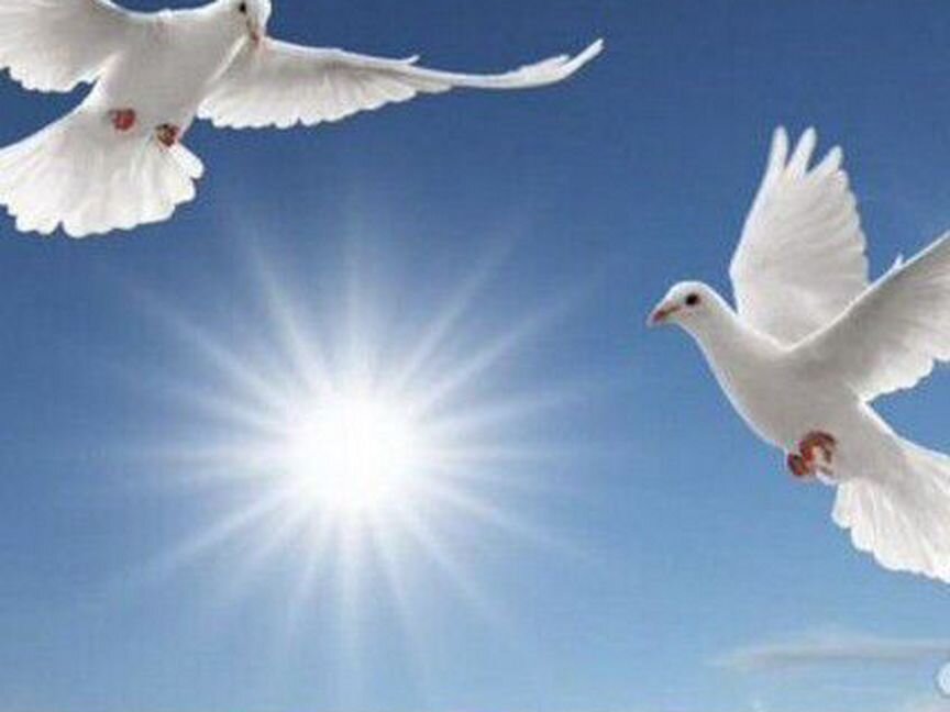 Белые голуби для свадеб