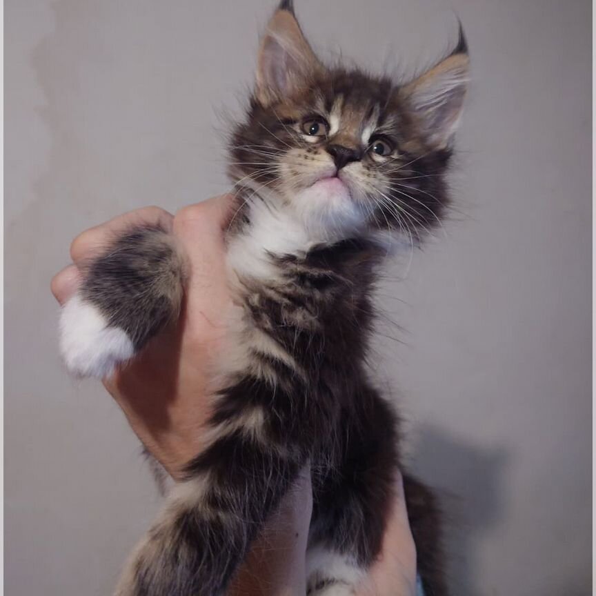 Мейн-кун котёнок