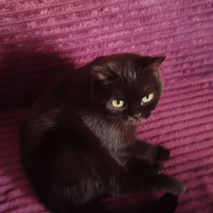 Отдам бесплатно кошку