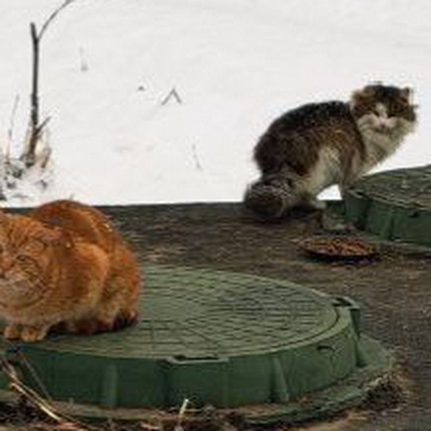 Взрослый кот в добрые руки