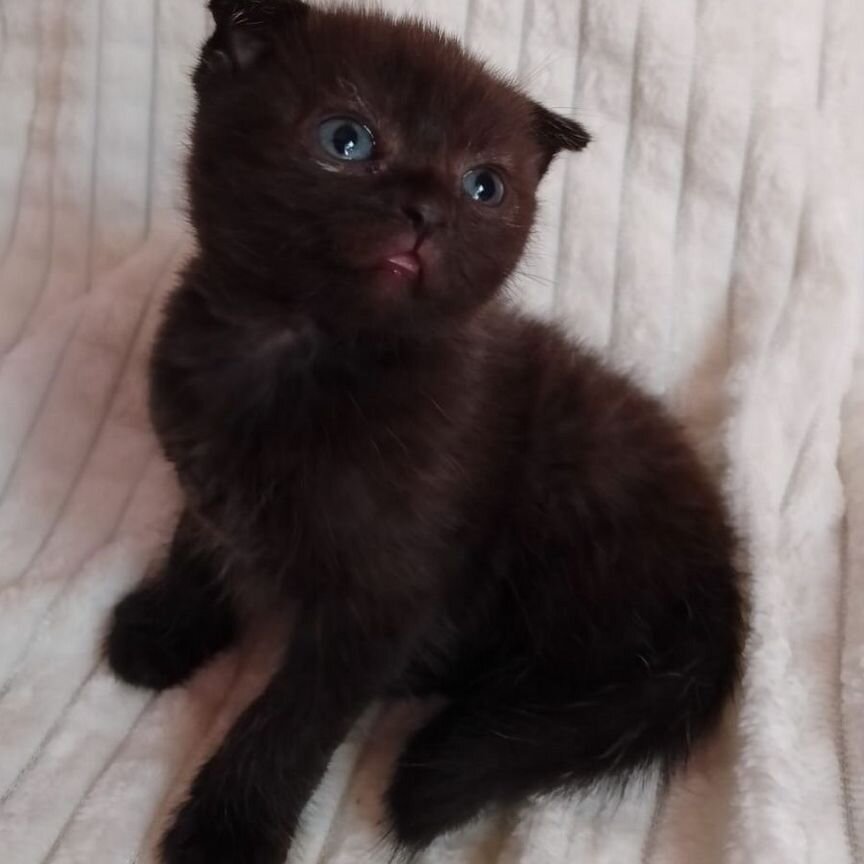 Шоколадный британец