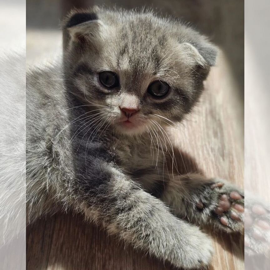 Котёнок в добрые руки