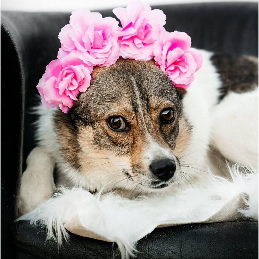 Взрослая собака в добрые руки