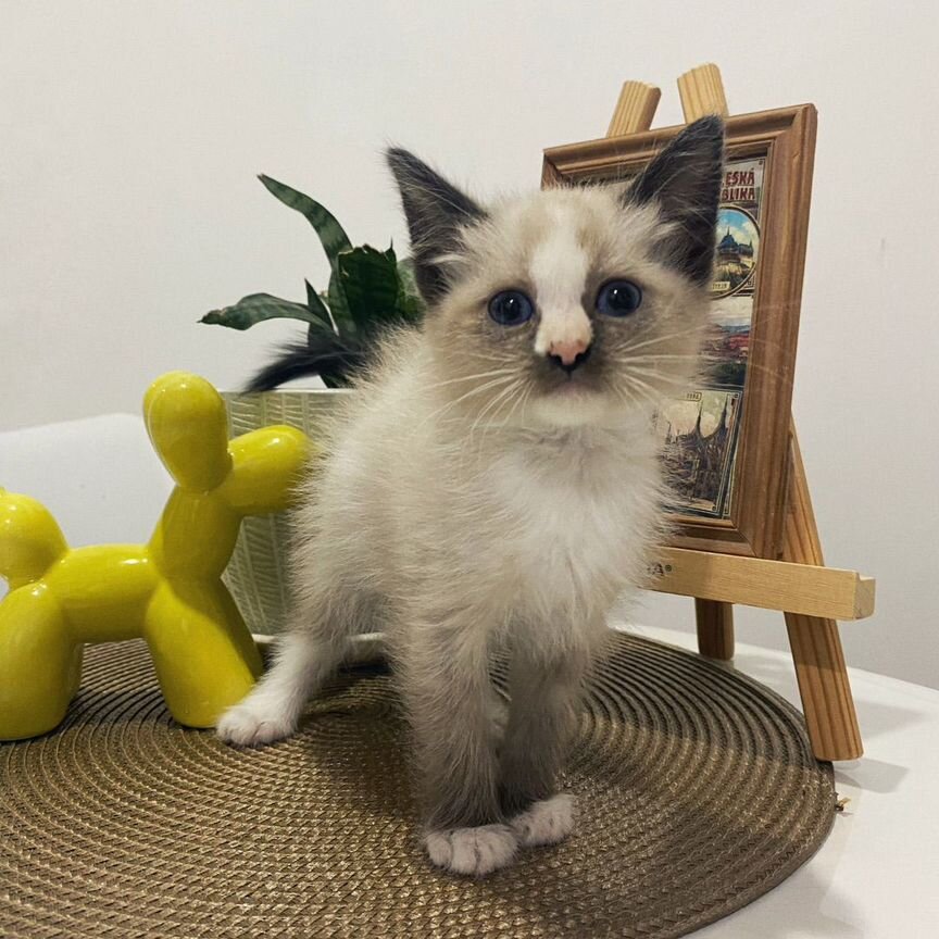 Мия с красивым носиком ищет дом