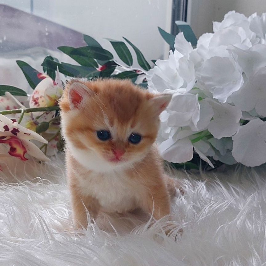 Шотландские котята