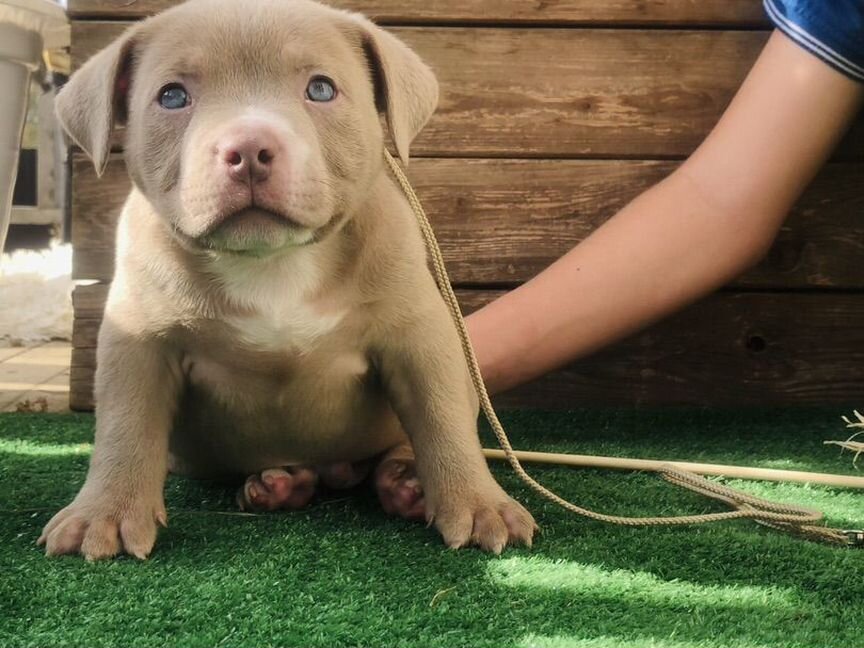 Американский булли