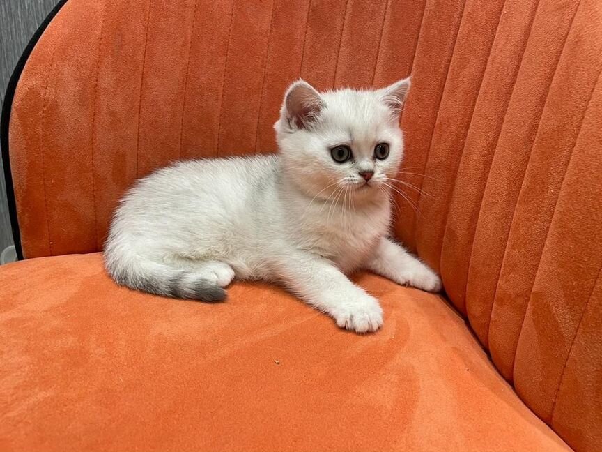 Шотландские котята- Шиншилла